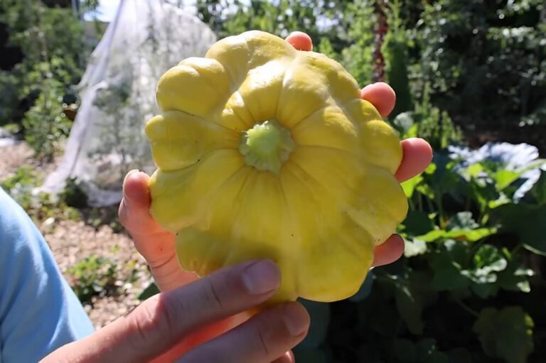 Growing Squash Vertically