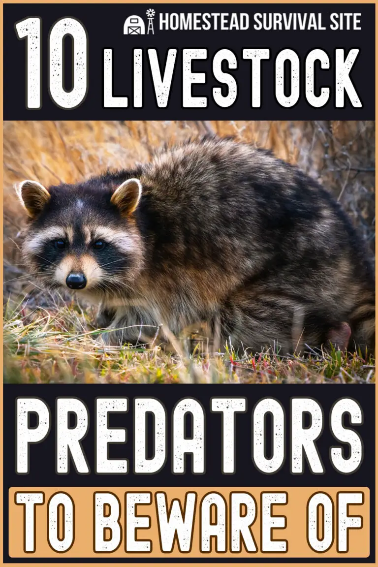 10 Livestock Predators to Beware Of
