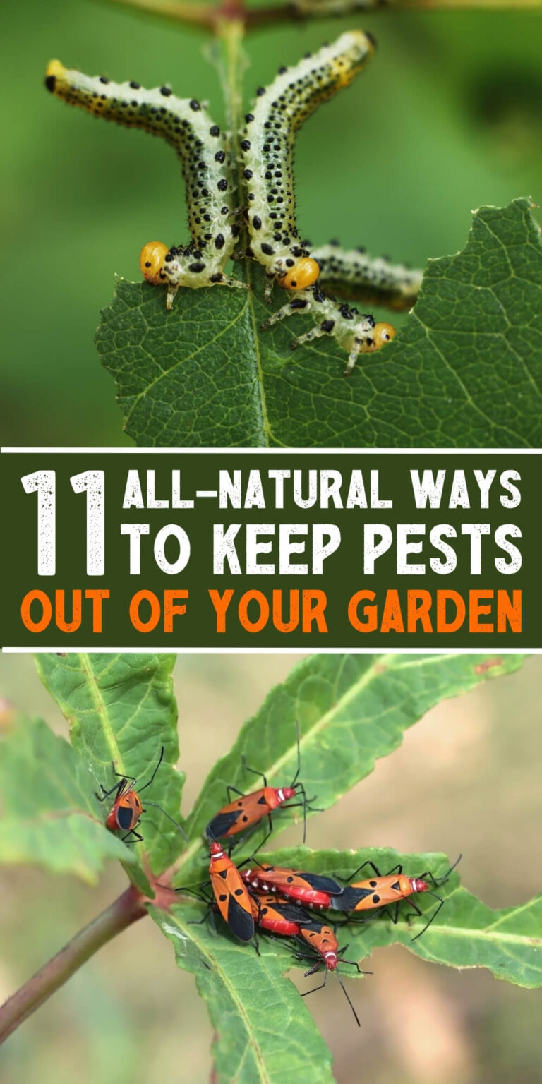 11 All-Natural Ways to Keep Pests Out of Your Garden