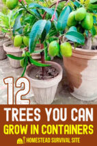 12 Trees You Can Grow In Containers