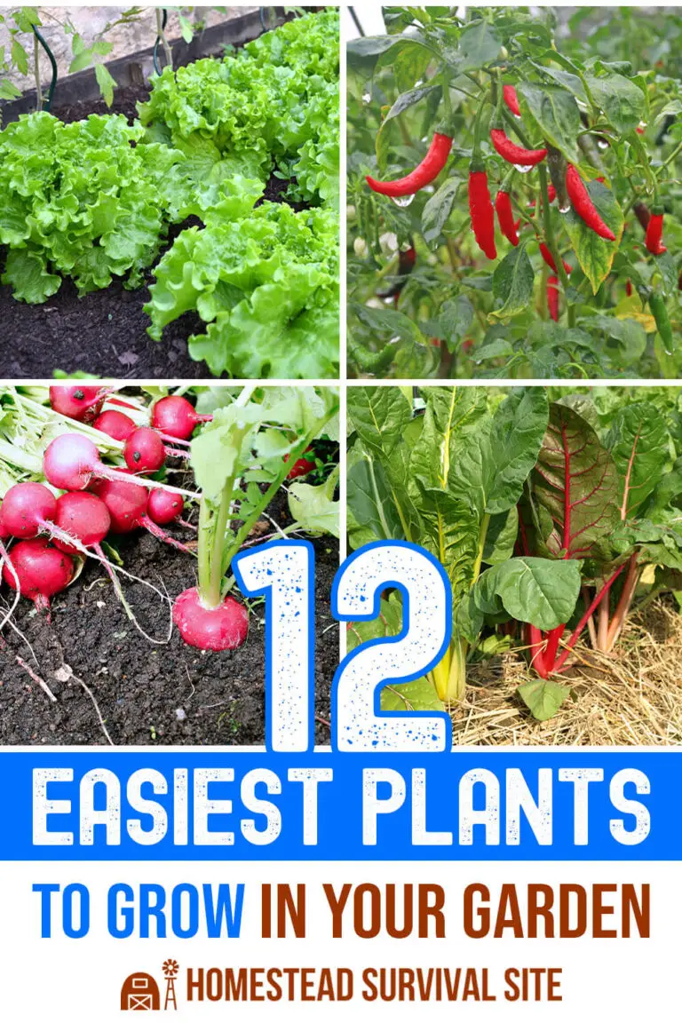 12 Easiest Plants to Grow in Your Garden