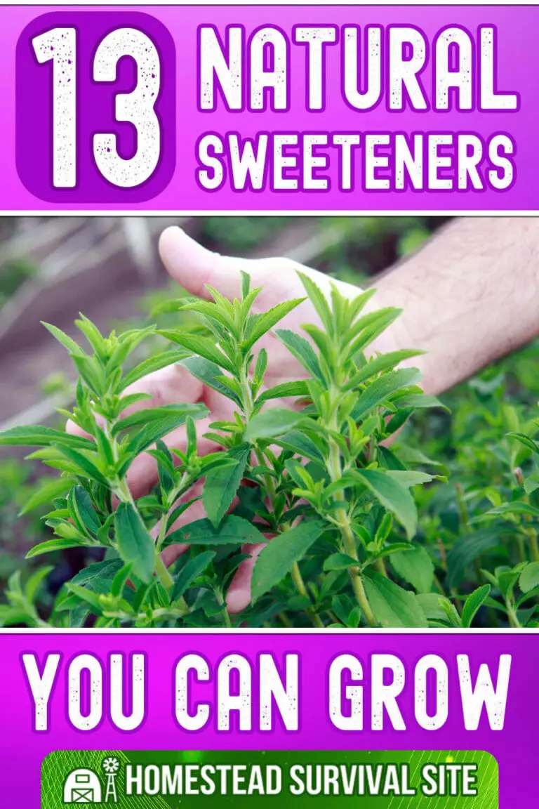 13 Natural Sweeteners You Can Grow