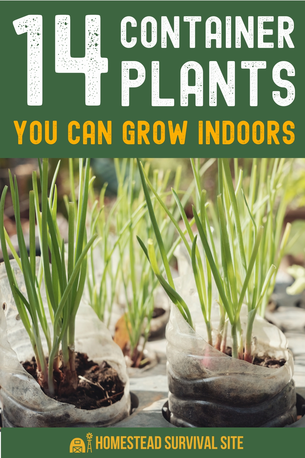 14 Container Plants You Can Grow Indoors