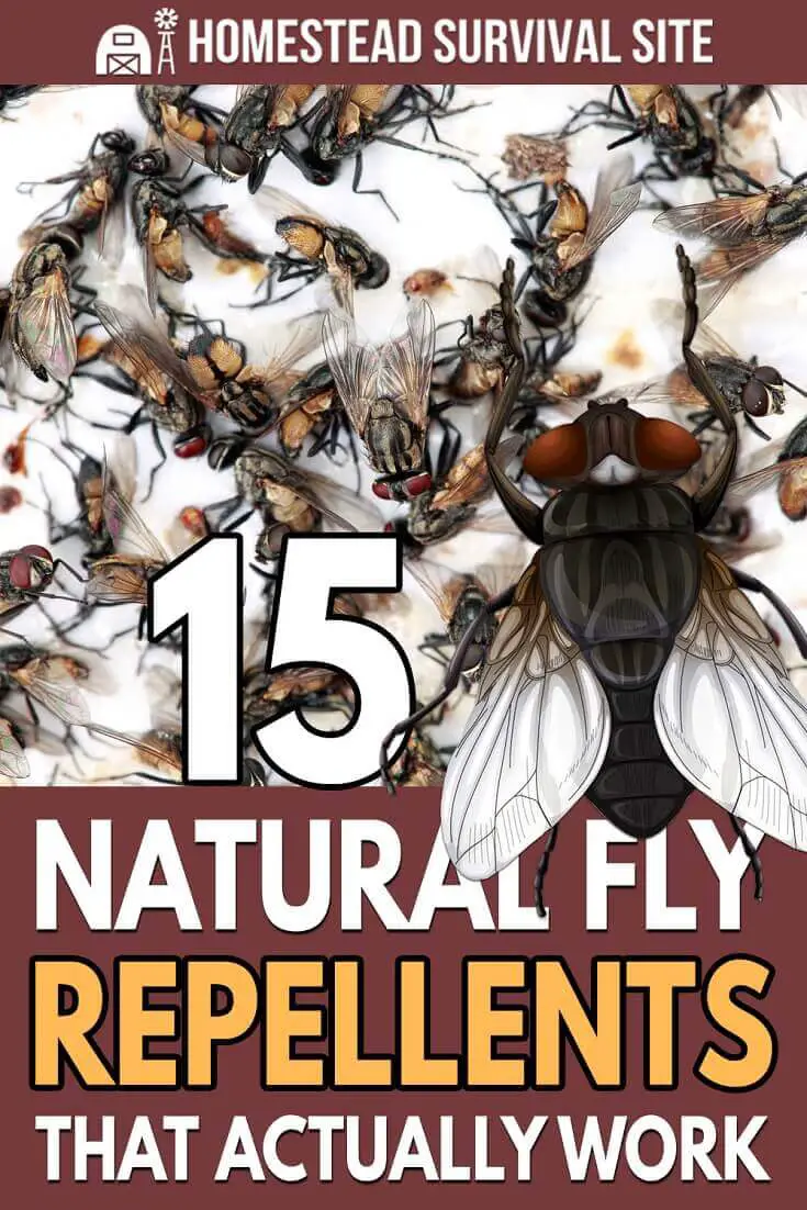 15 Natural Fly Traps and Repellents That Actually Work