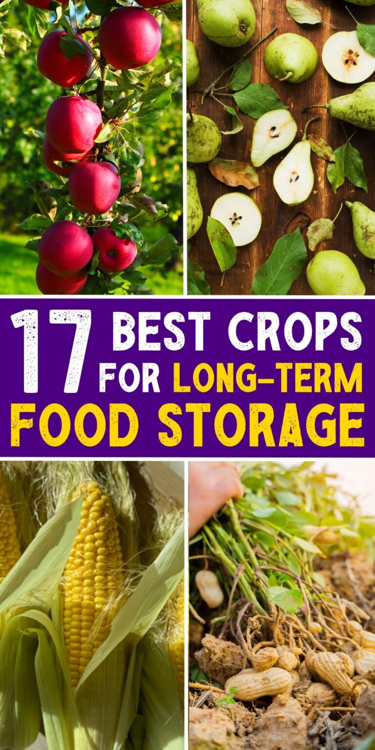 17 Best Crops for Long-Term Storage
