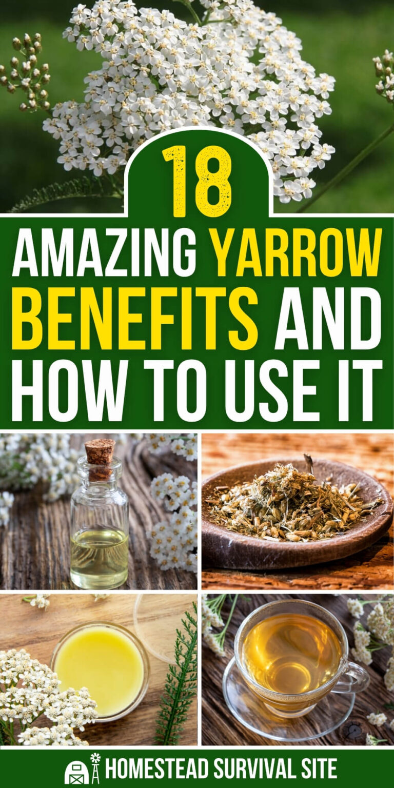 18 Amazing Yarrow Benefits and How to Use It