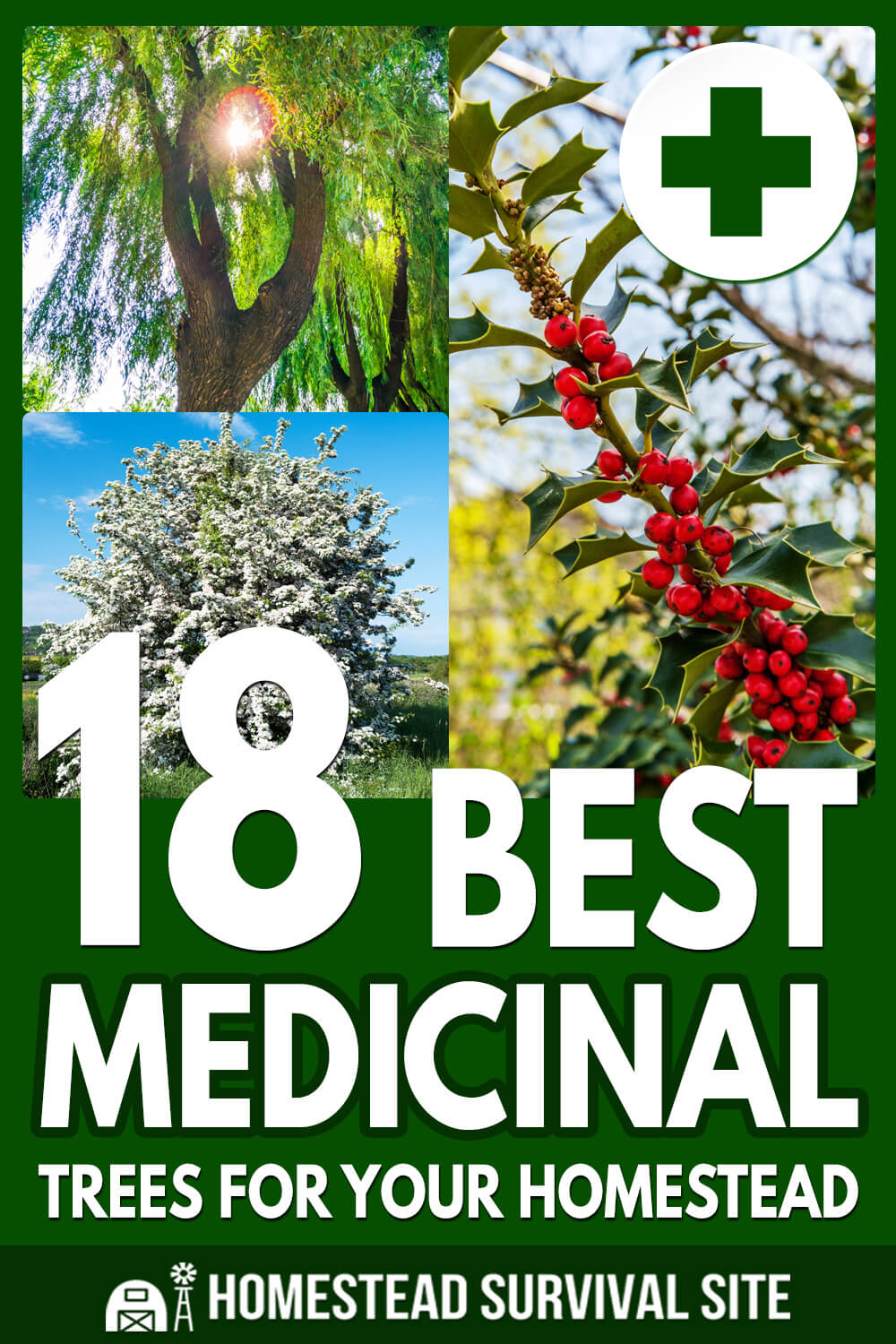 18 Best Medicinal Trees for Your Homestead