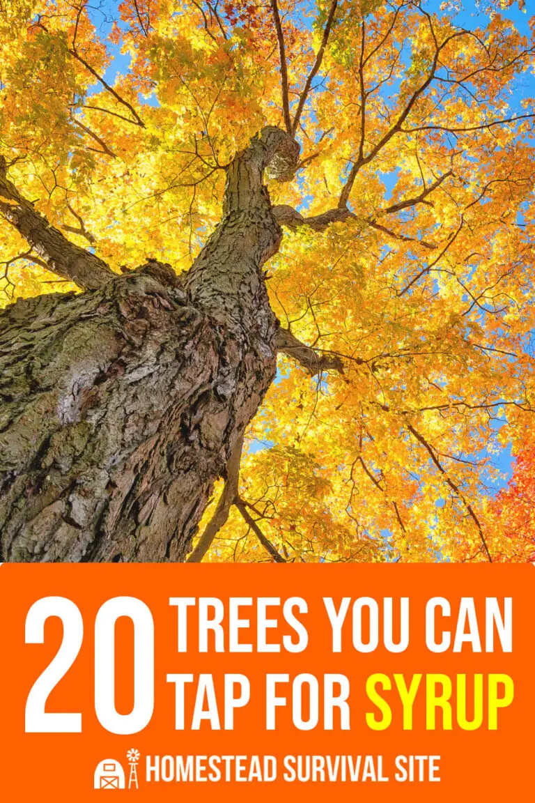 20 Trees You Can Tap for Syrup