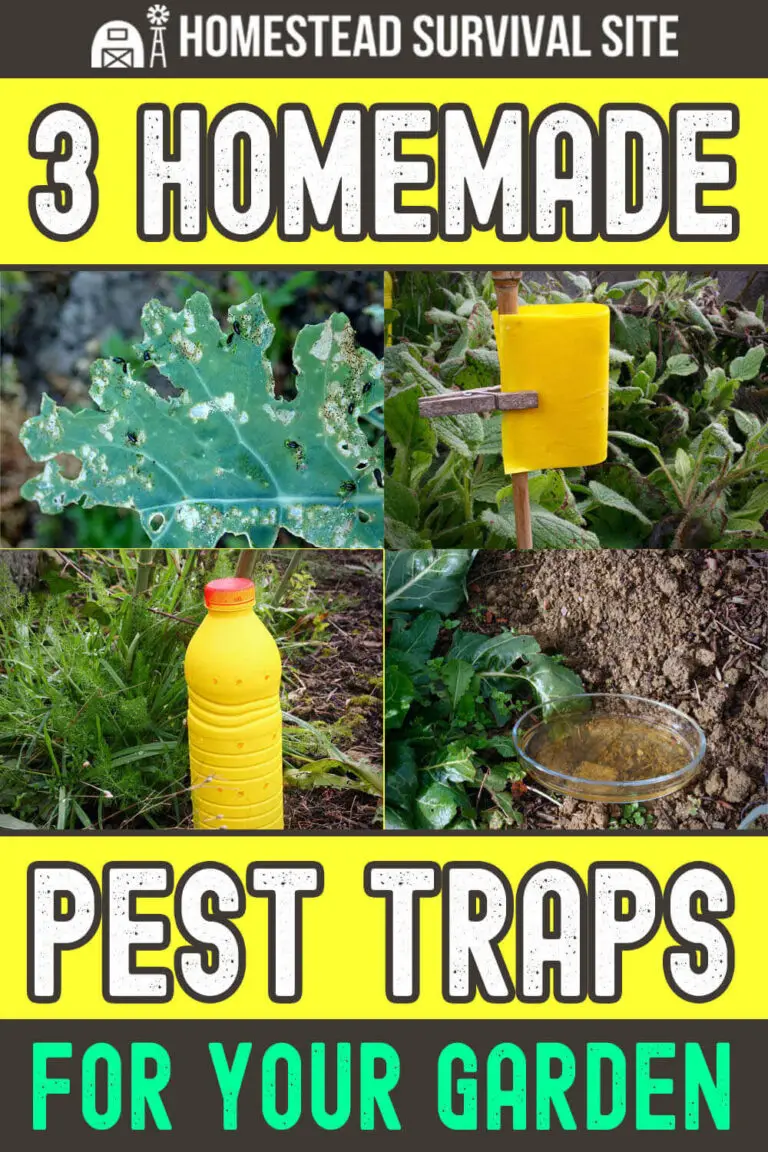 3 Homemade Pest Traps for Your Garden