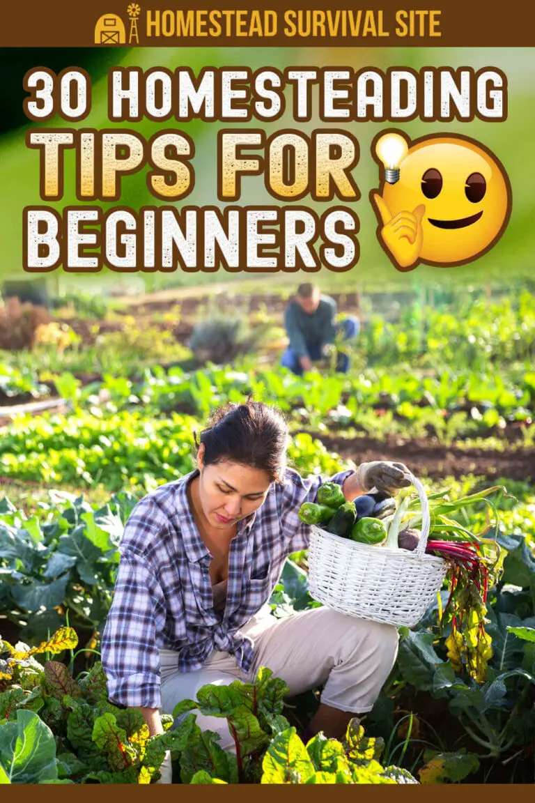 30 Homesteading Tips for Beginners