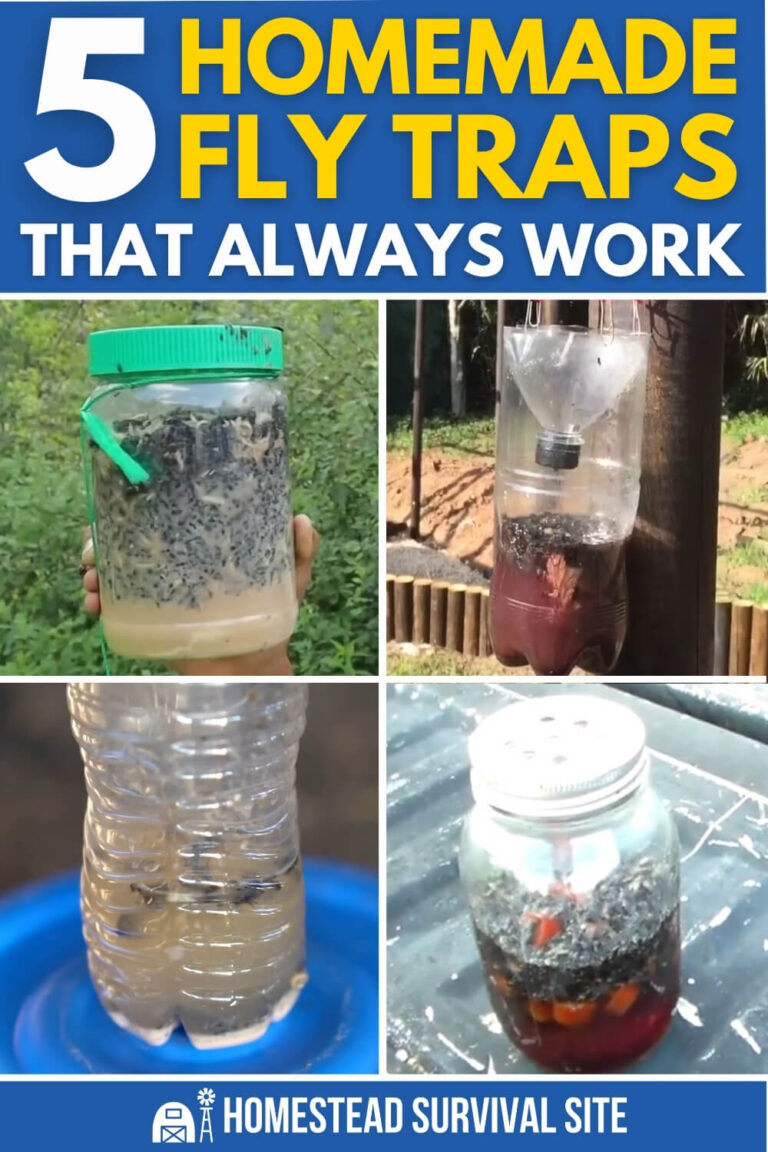 5 Homemade Fly Traps That Always Work