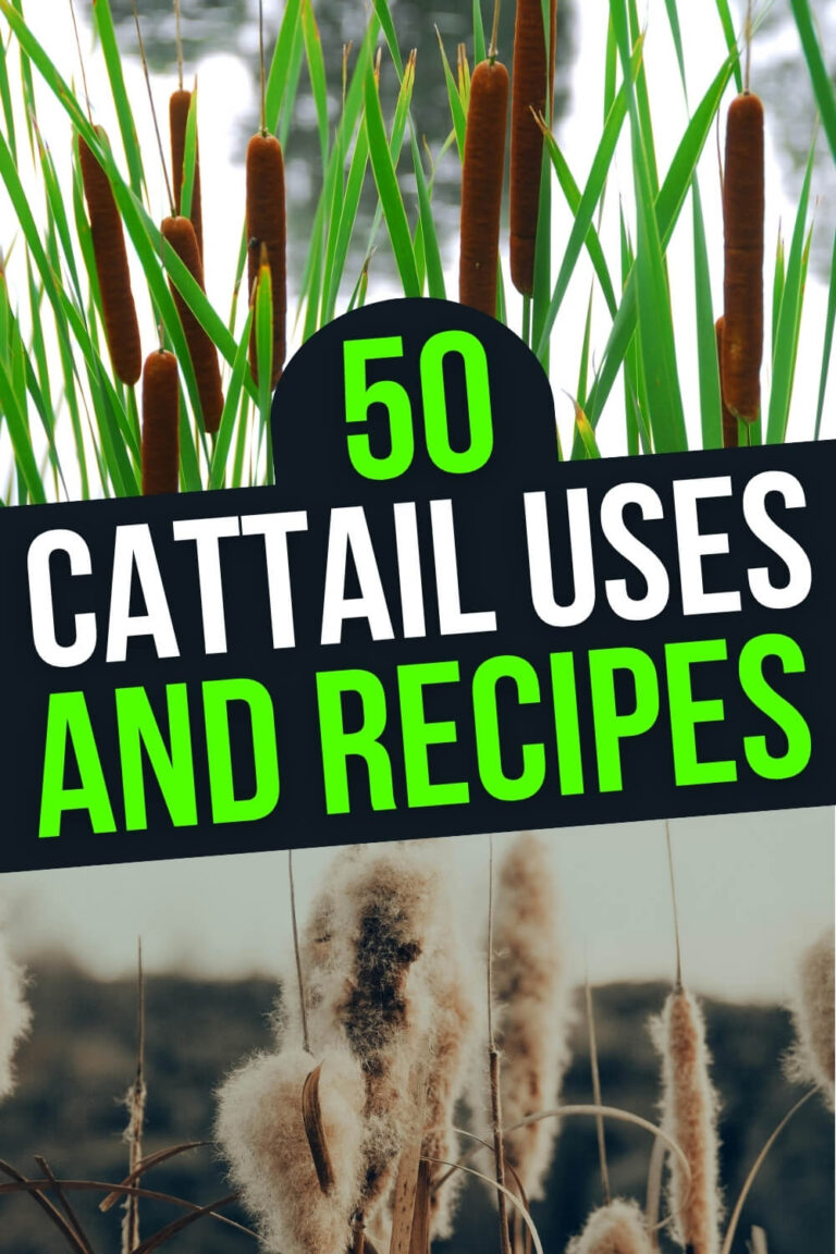 Daily Survival: 50 Cattail Uses and Recipes