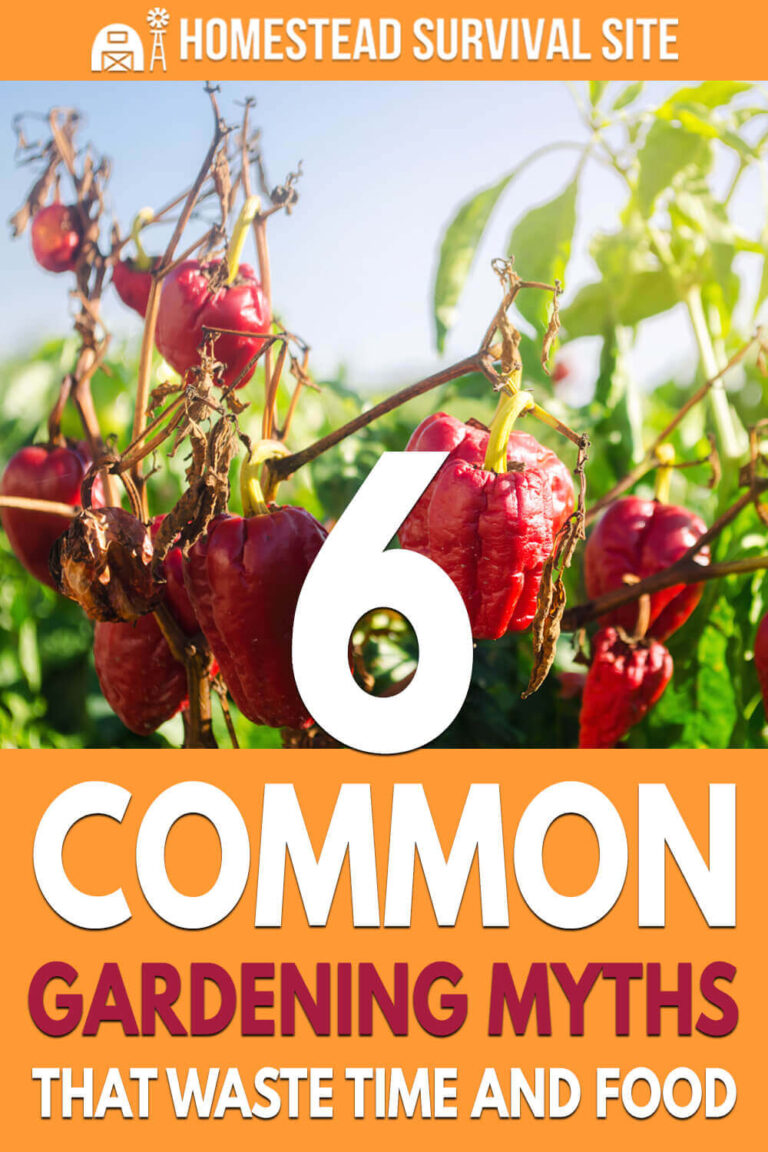 6 Common Gardening Myths That Waste Time and Food