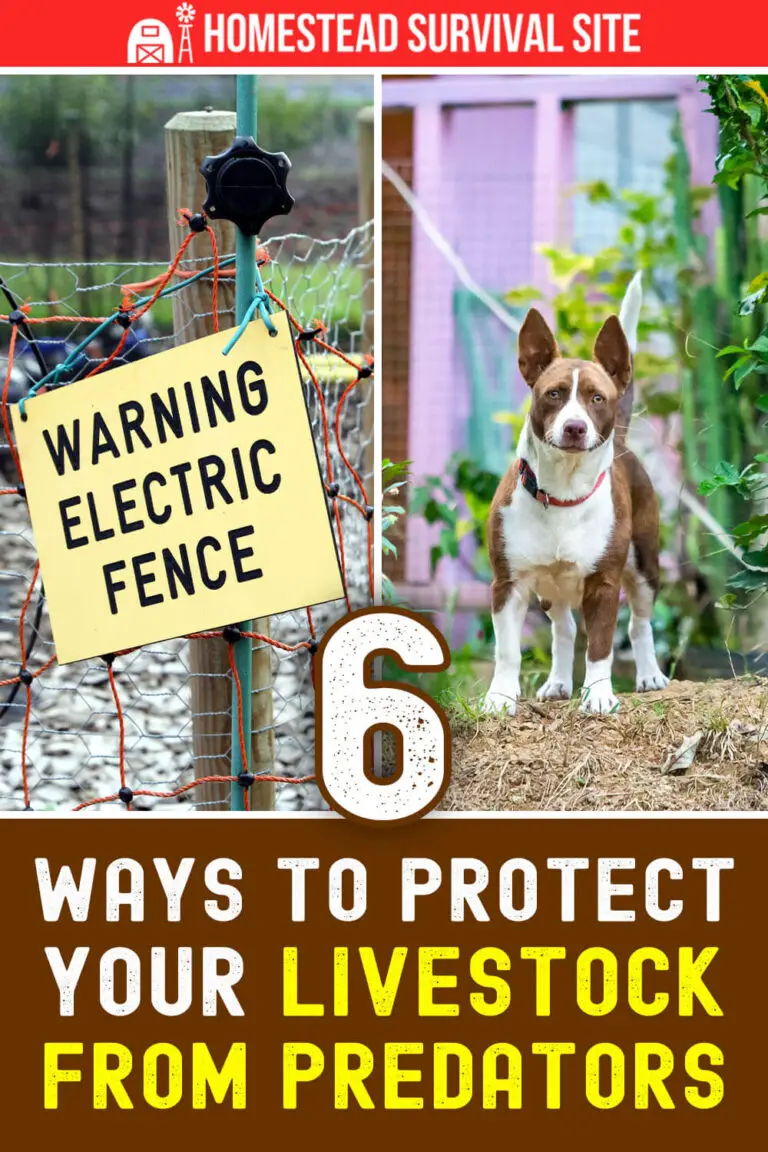 6 Ways to Protect Your Livestock from Predators