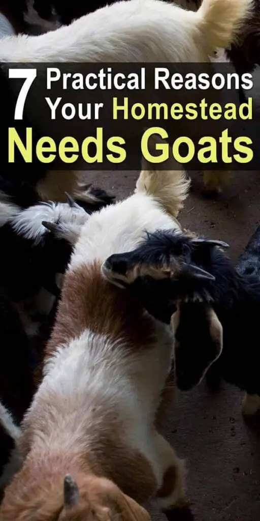 7 Practical Reasons Your Homestead Needs Goats