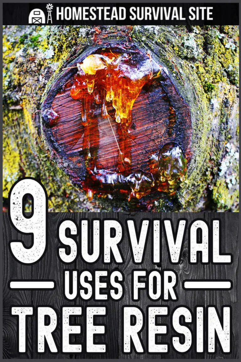 9 Survival Uses for Tree Resin