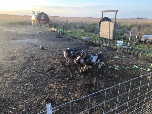 The Pros and Cons of Raising Pigs