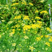 Top 50 Medicinal Plants and How to Use Them