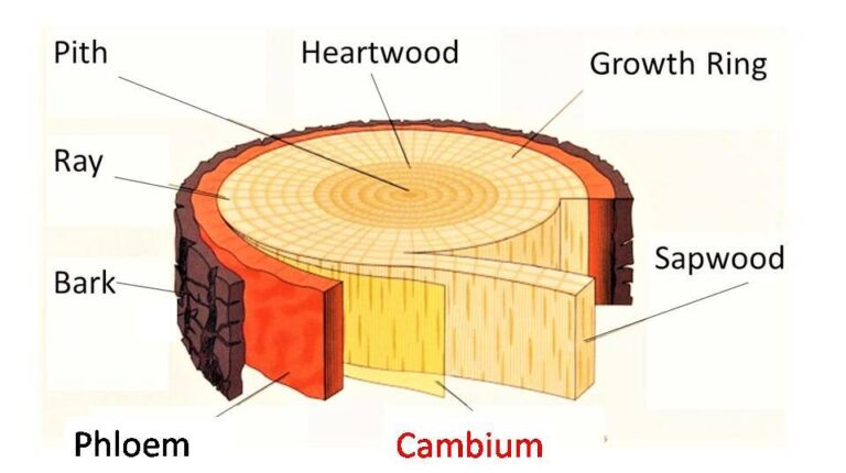 How to Make Pine Bark Bread