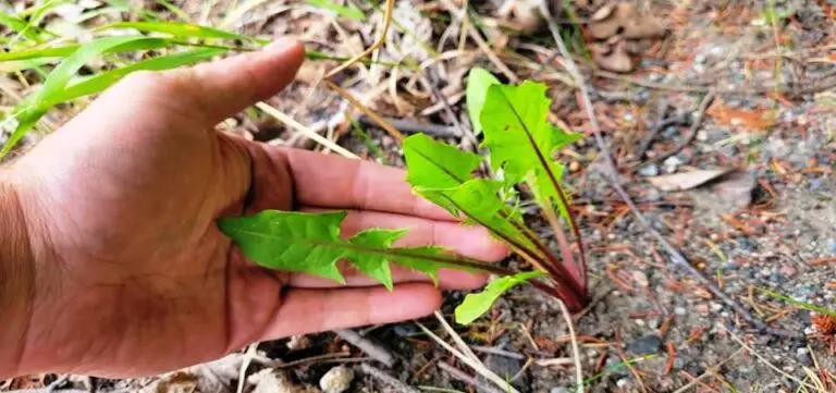 How to Make a DIY Poultice for Cuts and Scrapes