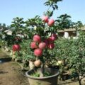 12 Trees You Can Grow In Containers