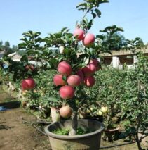 12 Trees You Can Grow In Containers