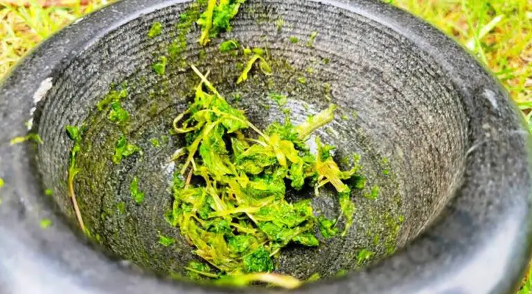 How to Make a DIY Poultice for Cuts and Scrapes