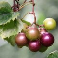 20 Fruits That Can Grow In The Shade