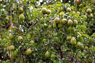 20 Fruits That Can Grow In The Shade