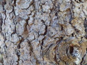 How to Make Pine Bark Bread