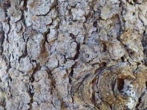 How to Make Pine Bark Bread