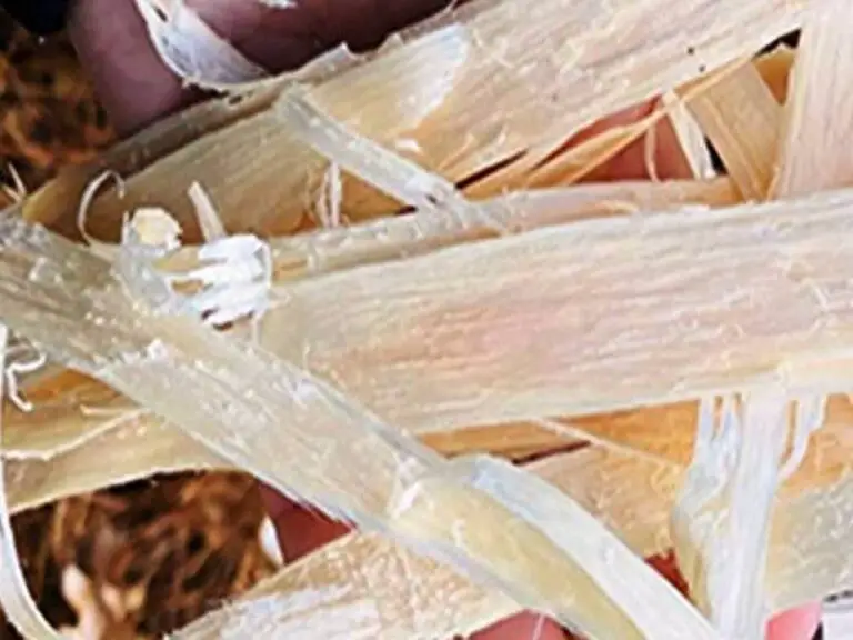 How to Make Pine Bark Bread