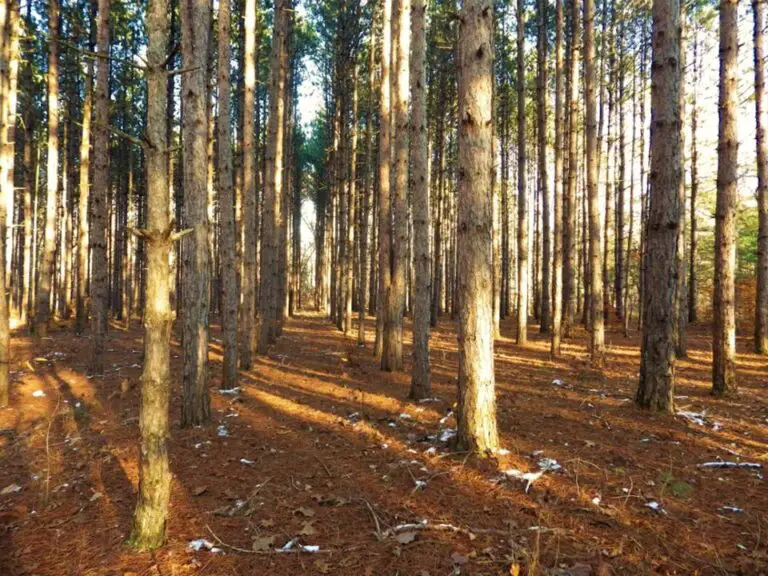 How to Make Pine Bark Bread