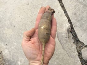 Wild Plants People Ate During The Great Depression