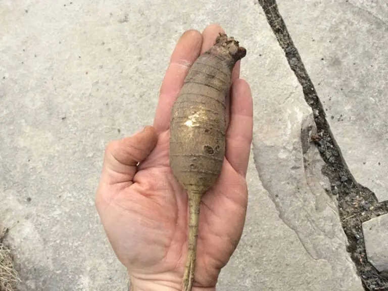 Wild Plants People Ate During The Great Depression