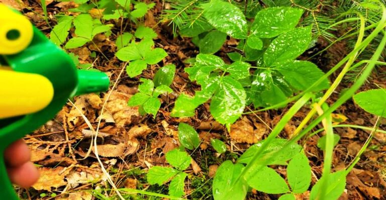 How to Make Hot Pepper Garlic Spray for Garden Pest Control