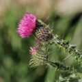 Top 50 Medicinal Plants and How to Use Them