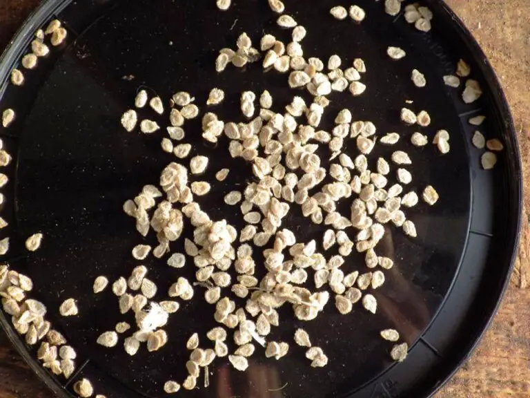 How to Build a Survival Seed Bank That Will Last for Years