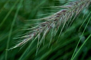 Edible Seeds and Grains You Can Forage