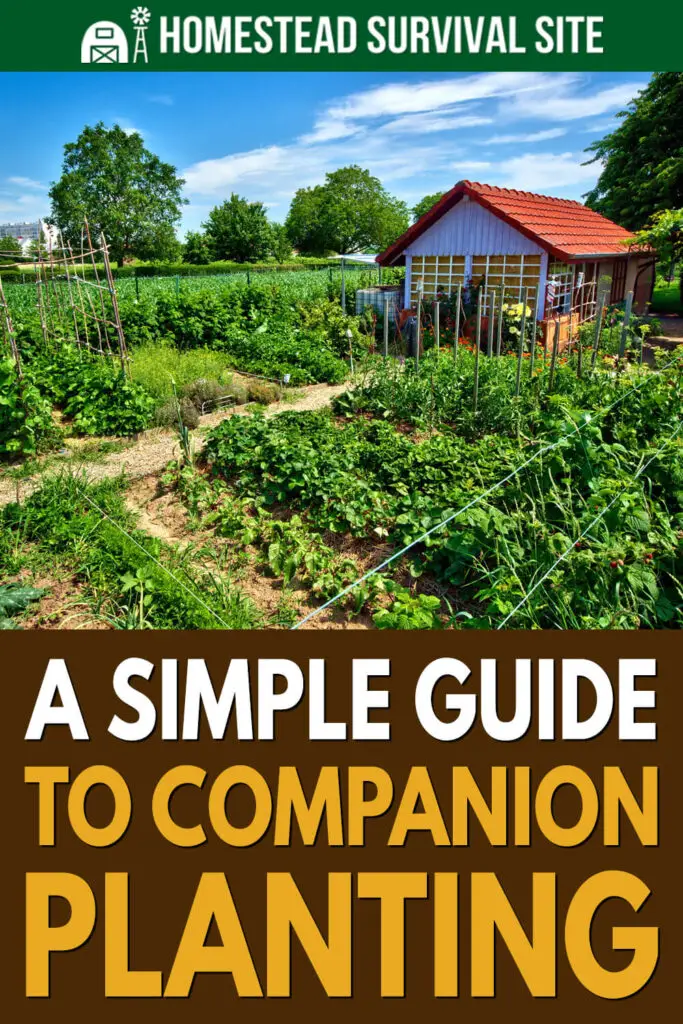 A Simple Guide to Companion Planting