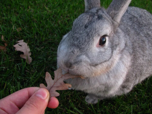 15 Best Rabbit Breeds for Raising Meat