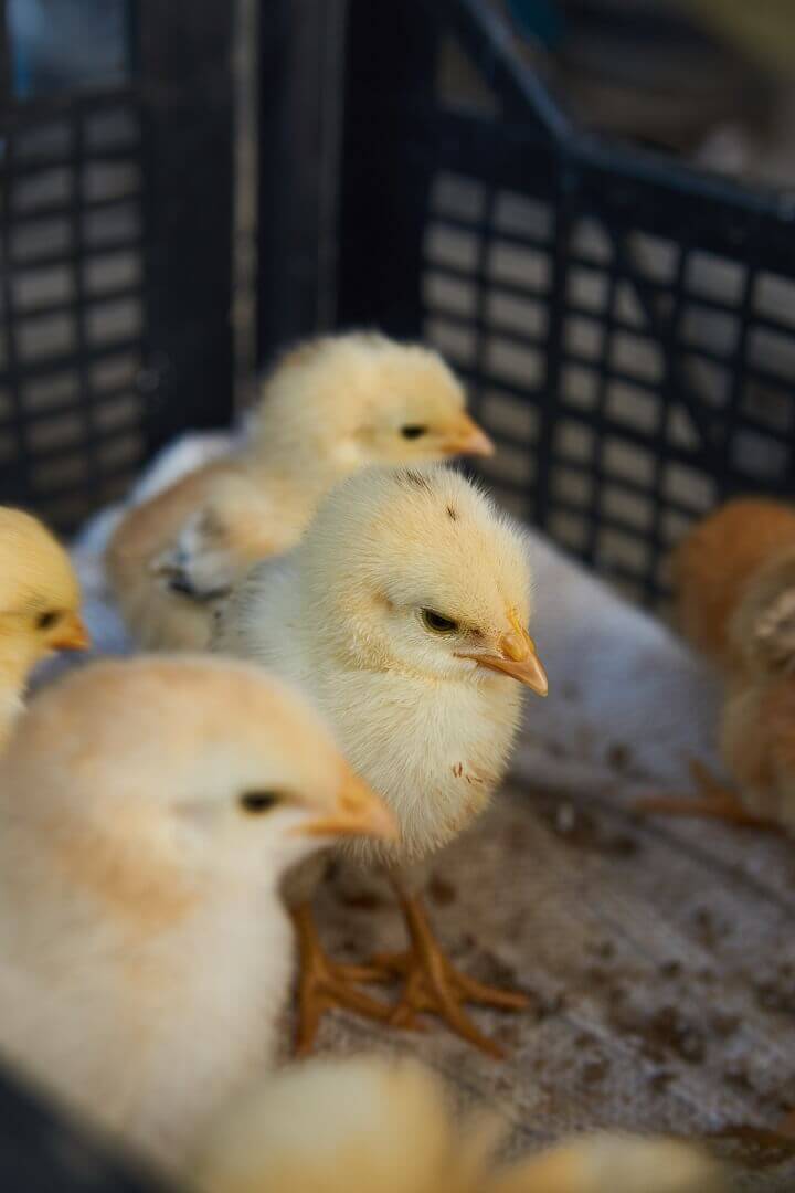 Chicken Brooding Beginner's Guide