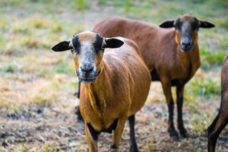 15 Best Sheep Breeds for Homesteaders
