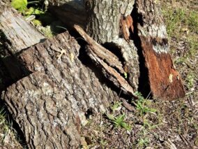 9 Survival Tools You Can Make From Tree Bark