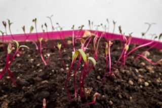 20 Best Plants for an Indoor Garden