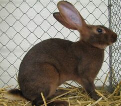 15 Best Rabbit Breeds for Raising Meat