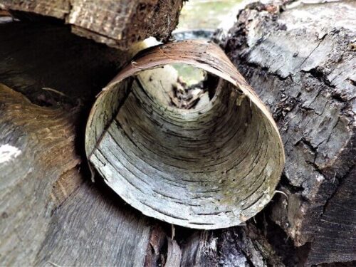 9 Survival Tools You Can Make From Tree Bark