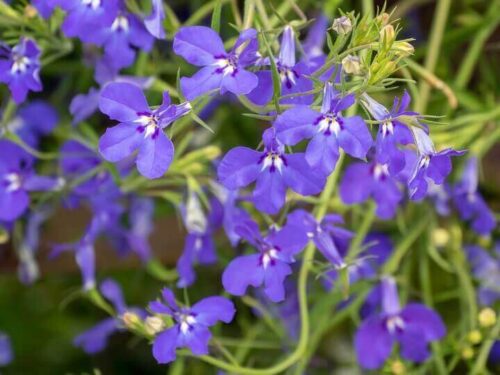 37 Medicinal Flowers and Their Uses