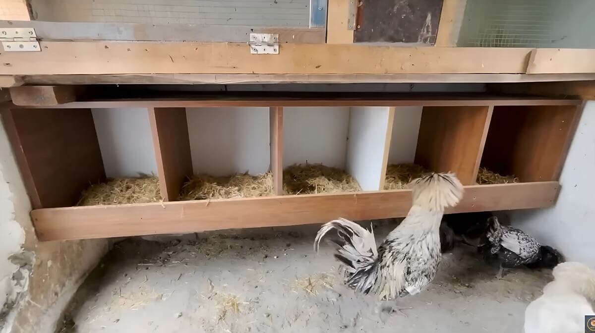 13 Clever Chicken Nesting Boxes
