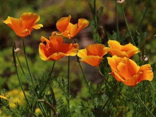 37 Medicinal Flowers and Their Uses